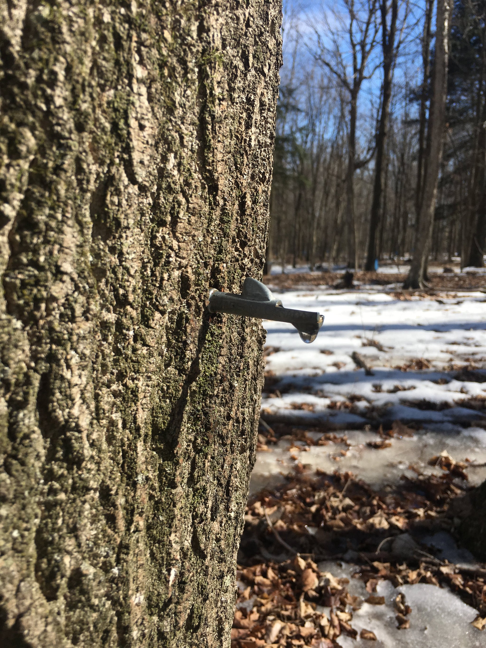 Wichman Farms - Pure Wisconsin Maple Syrup